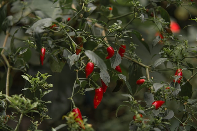 The Hidden Potential of Chili Pepper Leaves